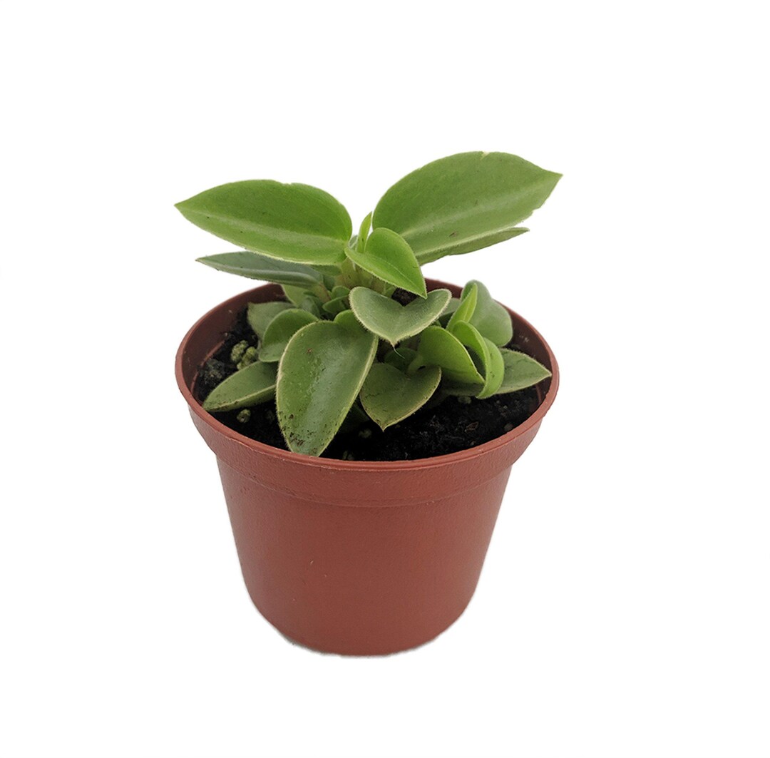 Peperomia Shining Bush Live Plants in 4 Inch Growers Pots Peperomia ...