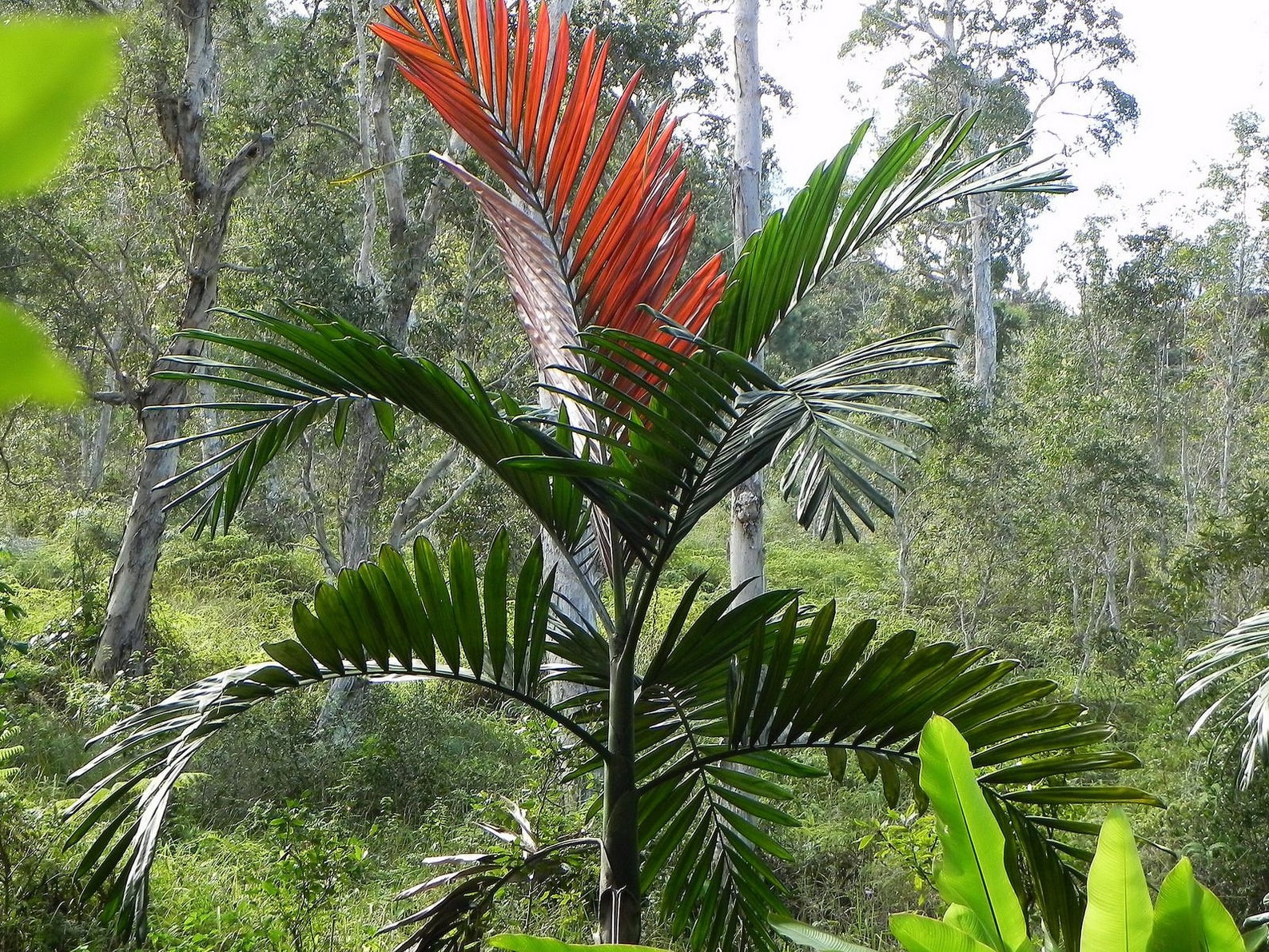Red Flame Thrower Palm Live Plant in a 3 Gallon Growers Pot - Etsy