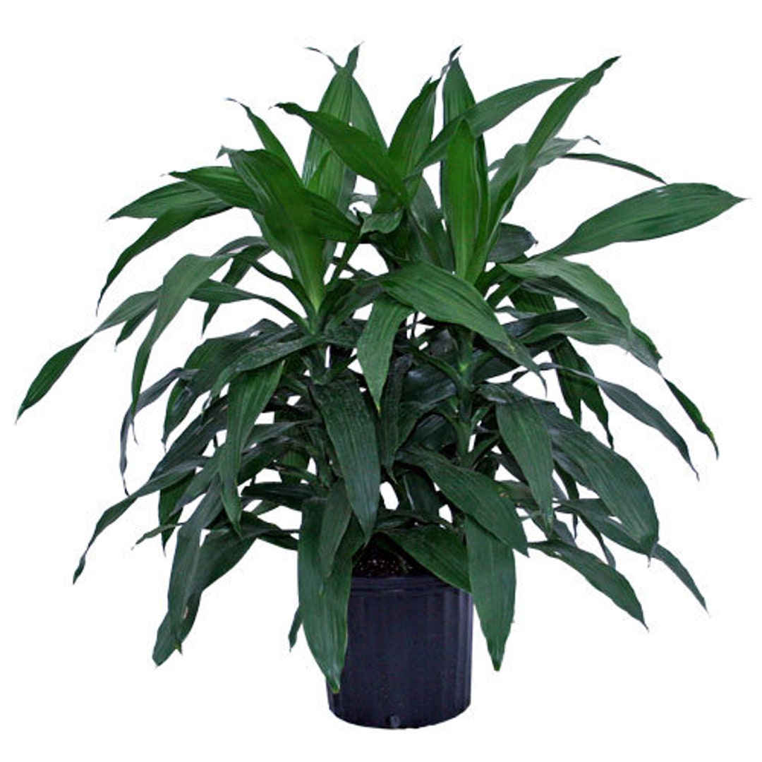 Dracaena Janet Craig - Live Plant in a 8 Inch Pot - Dracaena Deremensis ...