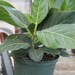 Fiddle Leaf Fig Live Plant in a 6 Inch Pot Ficus Lyrata - Etsy