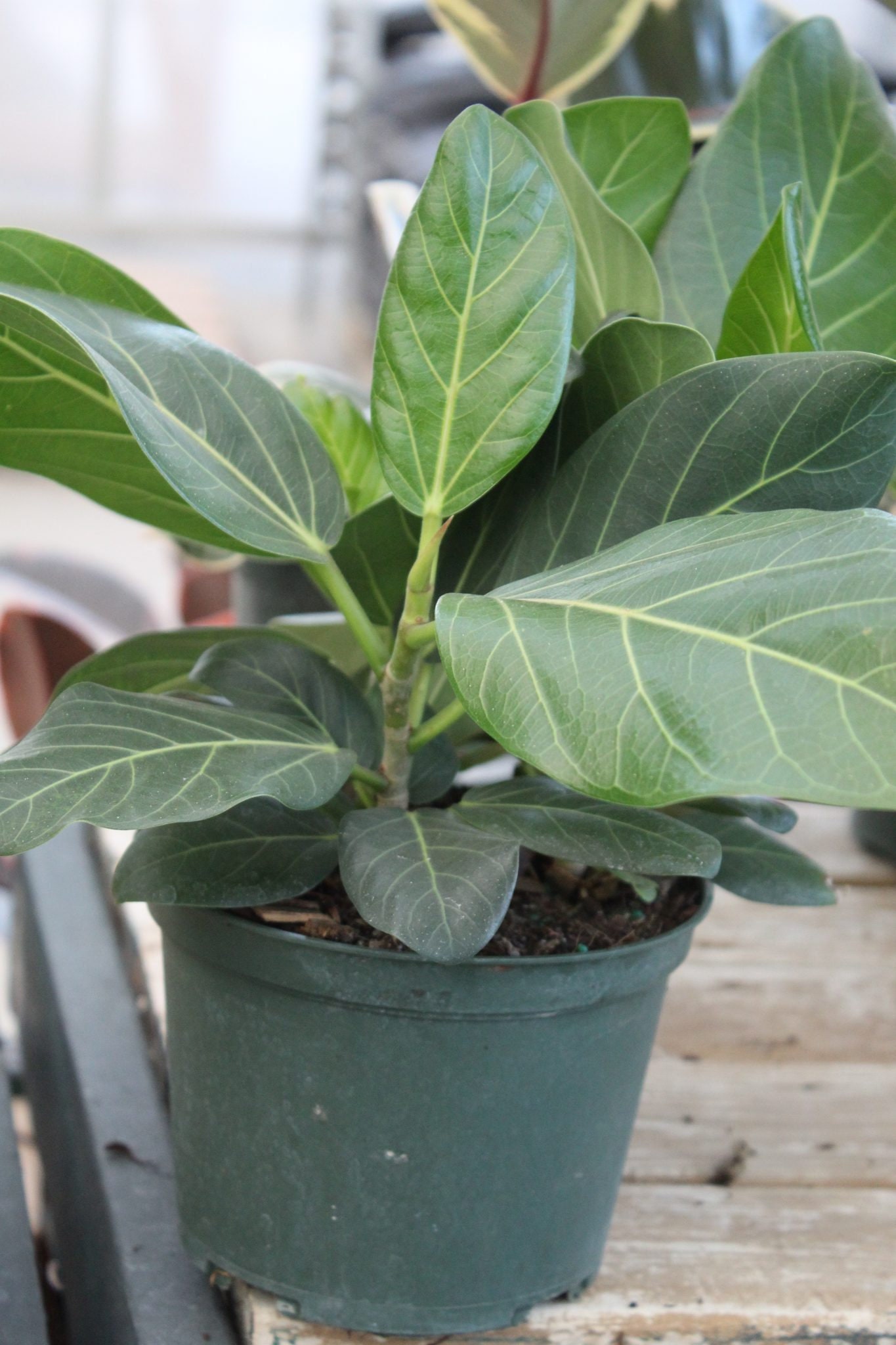 Fiddle Leaf Fig Live Plant in a 6 Inch Pot Ficus Lyrata - Etsy