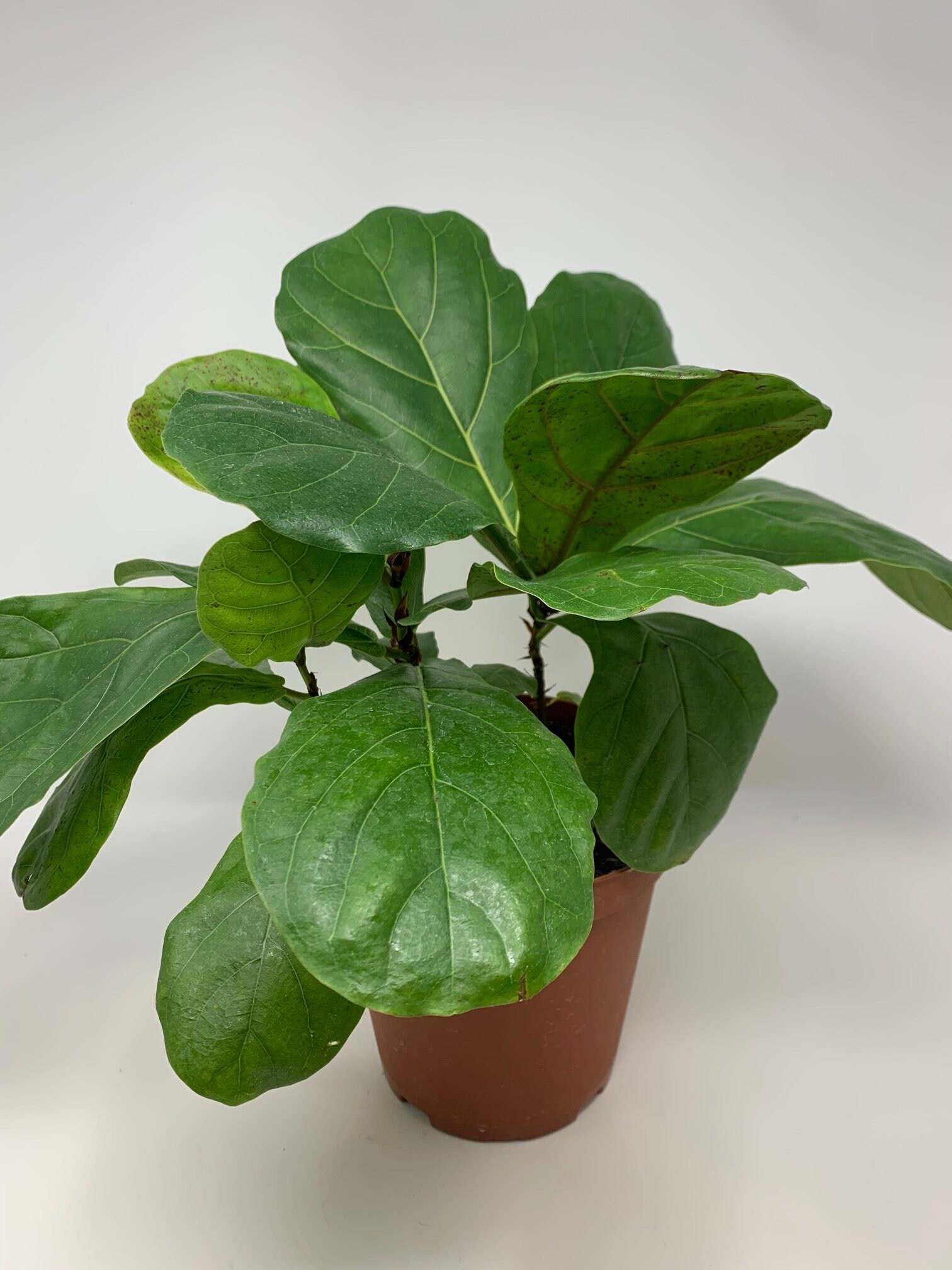 Fiddle Leaf Fig Live Plant in a 6 Inch Pot Ficus Lyrata - Etsy