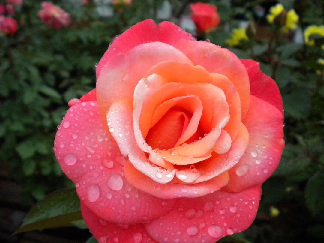 Colorific Rose Bush Live Starter Plants in 4 Inch Pots Beautifully ...