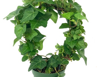 Live Ivy Topiary - Etsy