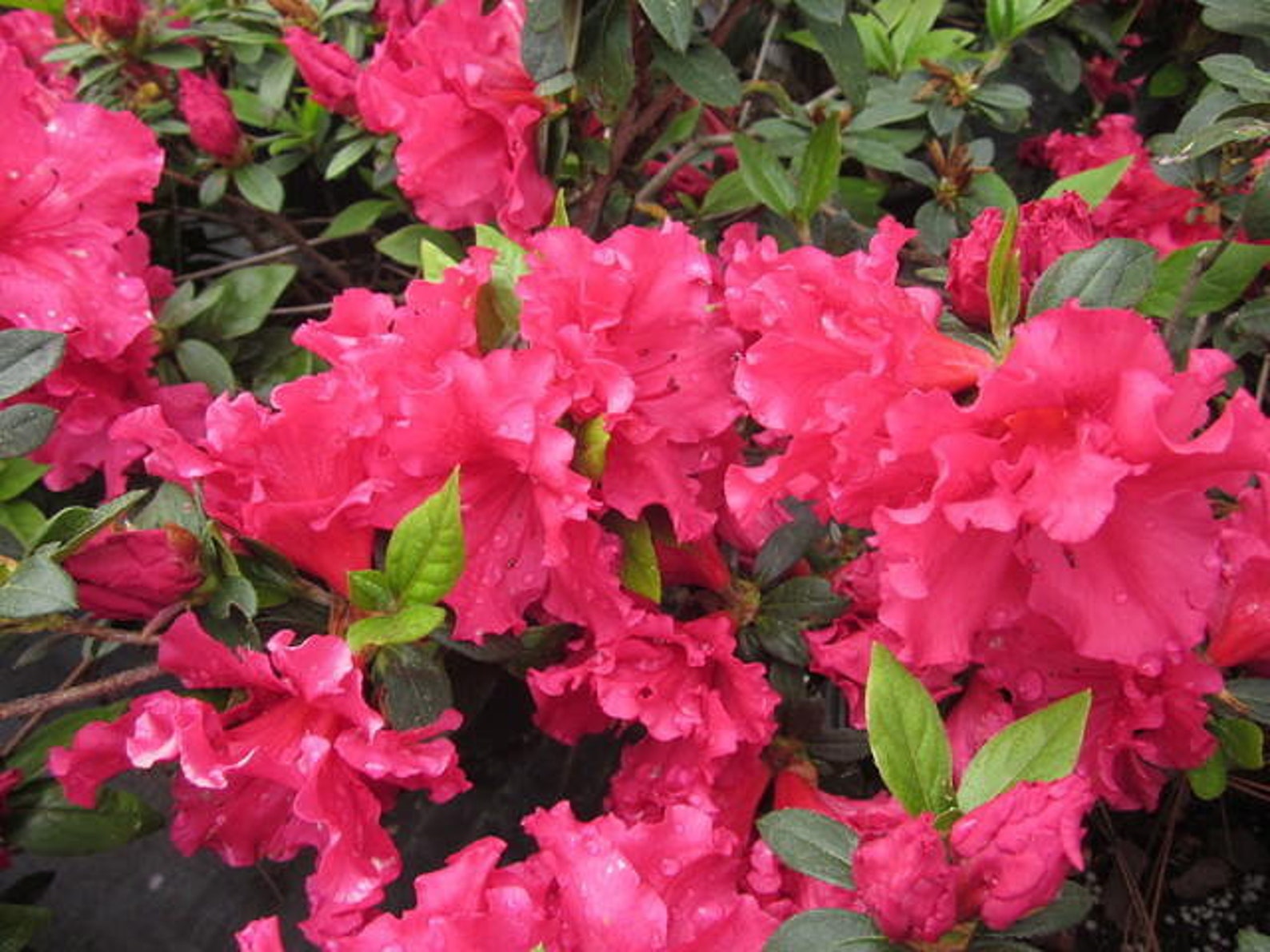 Red Ruffles Azalea Live 6 Inch Plant in a Pot Azalea Red - Etsy
