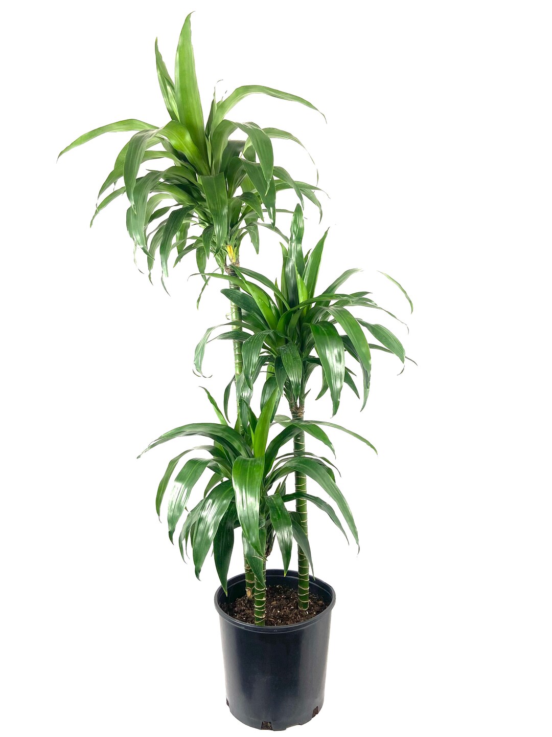 Dracaena Lisa Elegance Cane - Live Plant in a 10 Inch Pot - Dracaena ...