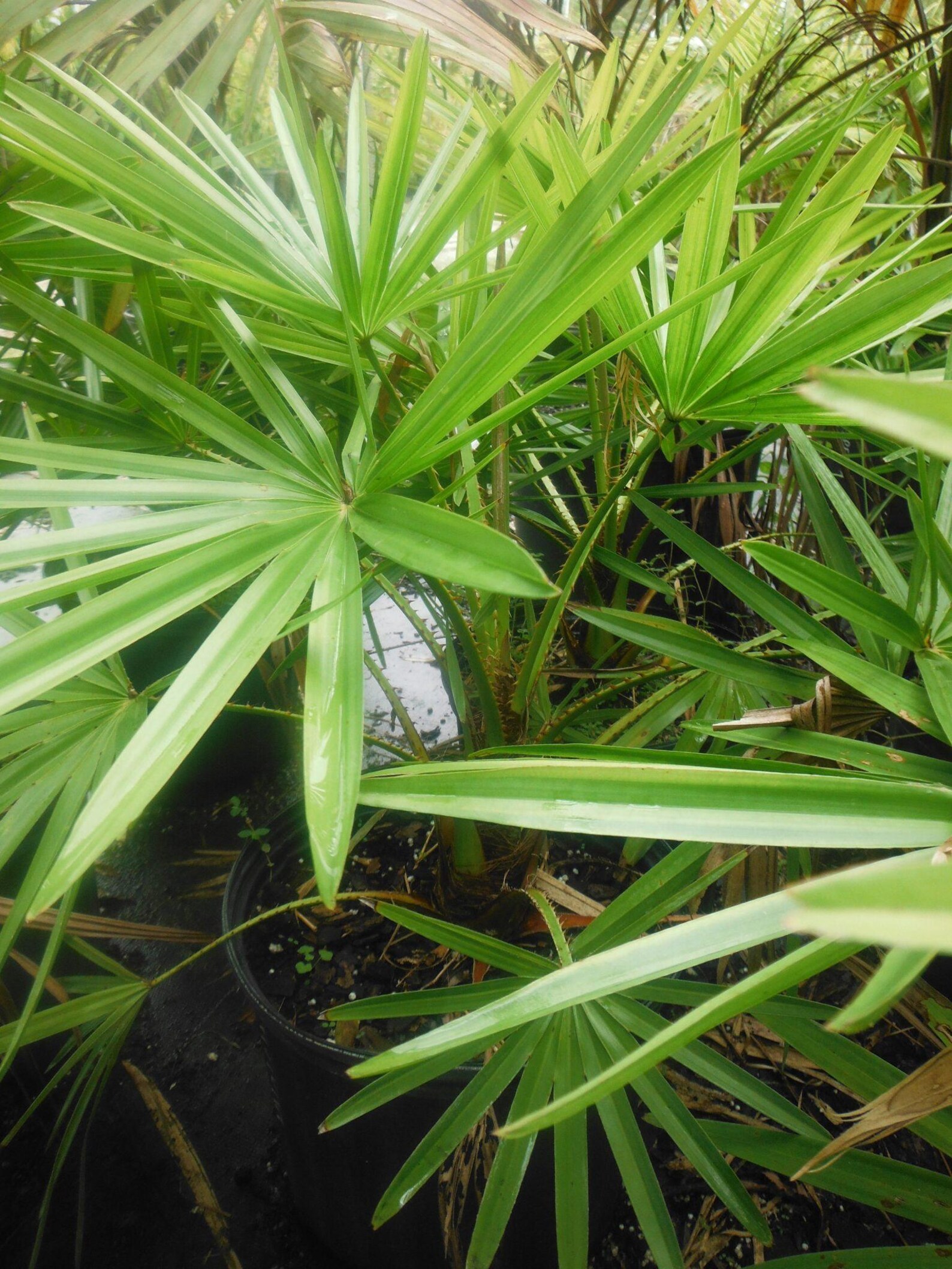 Carnavon Gorge Palm - Live Plant in a 10 Inch Growers Pot - Livistona ...