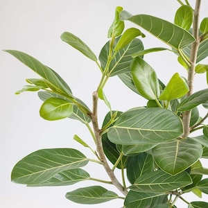 Ficus Audrey Column - Live Plant in a 10 Inch Pot - Ficus Benghalensis ...