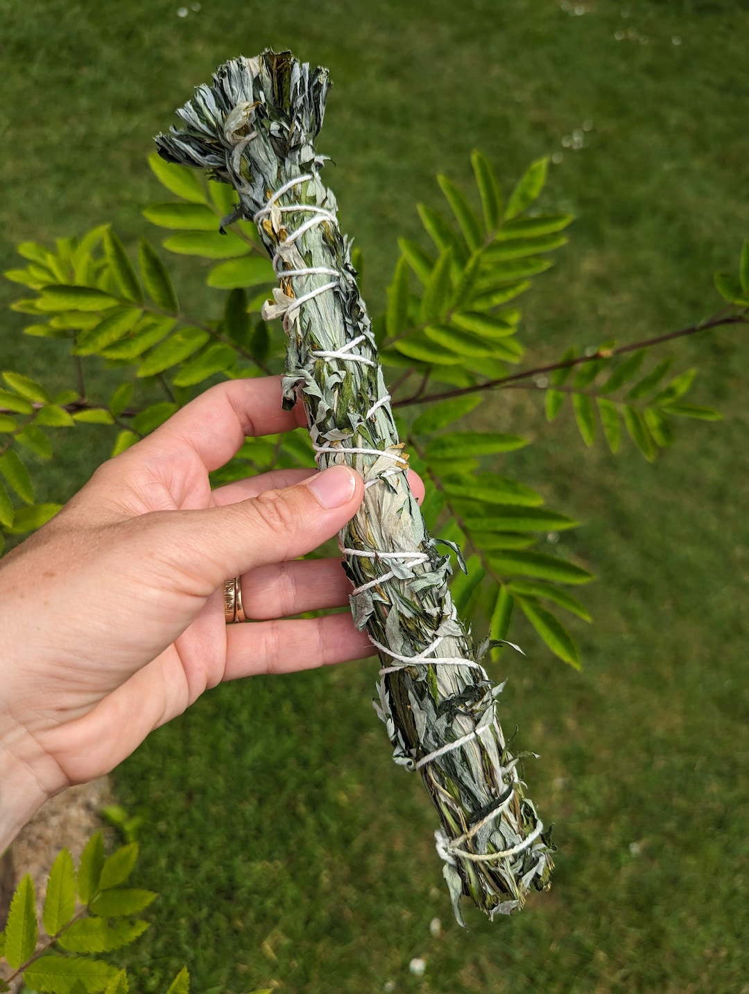 Smudge Mugwort Black Sage Mugwort Smudge Sticks Incense - Etsy