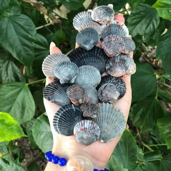 Florida Rare Shells - Etsy