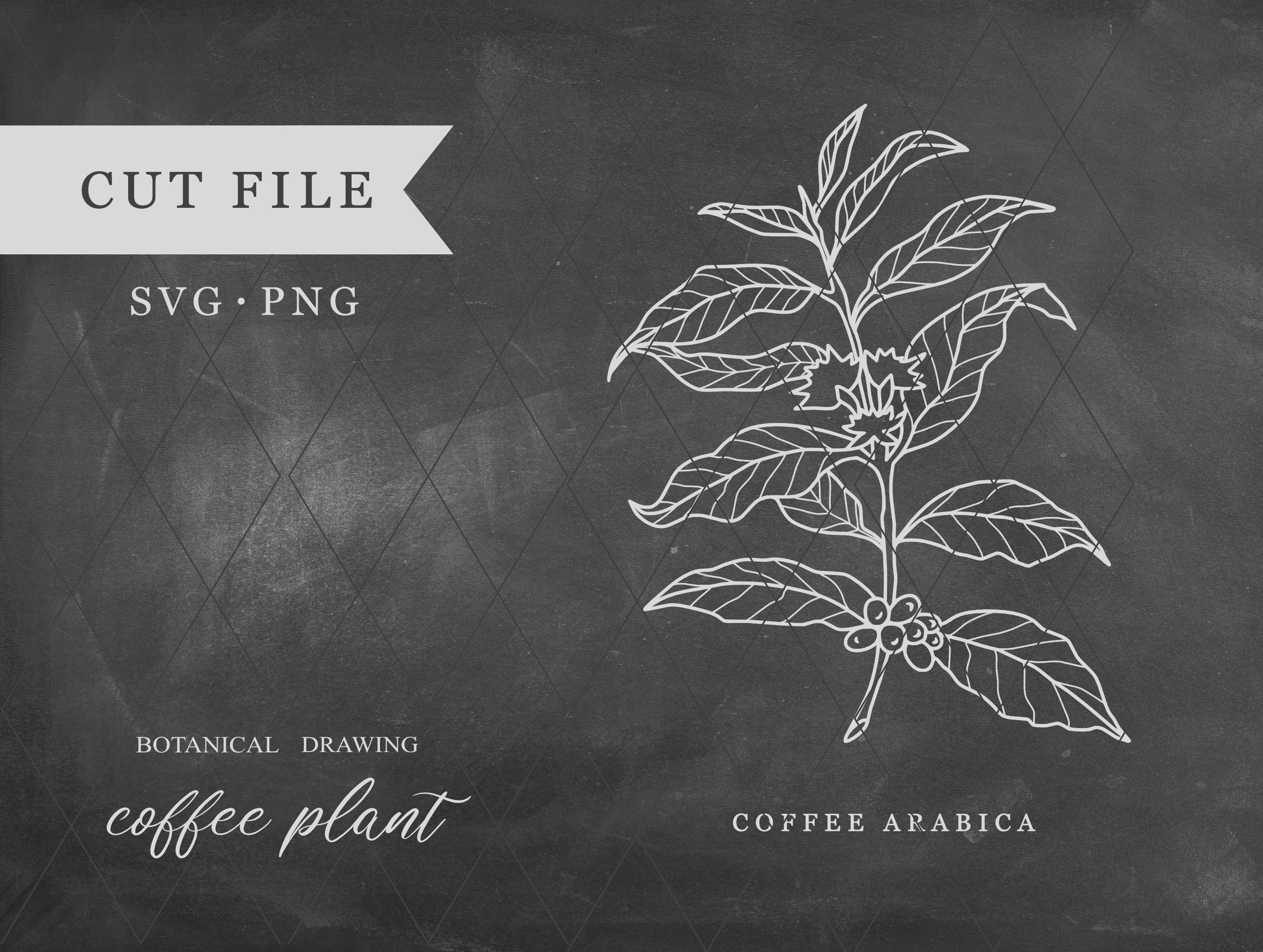 Coffee SVG File Botany SVG File Plant SVG File Vector - Etsy