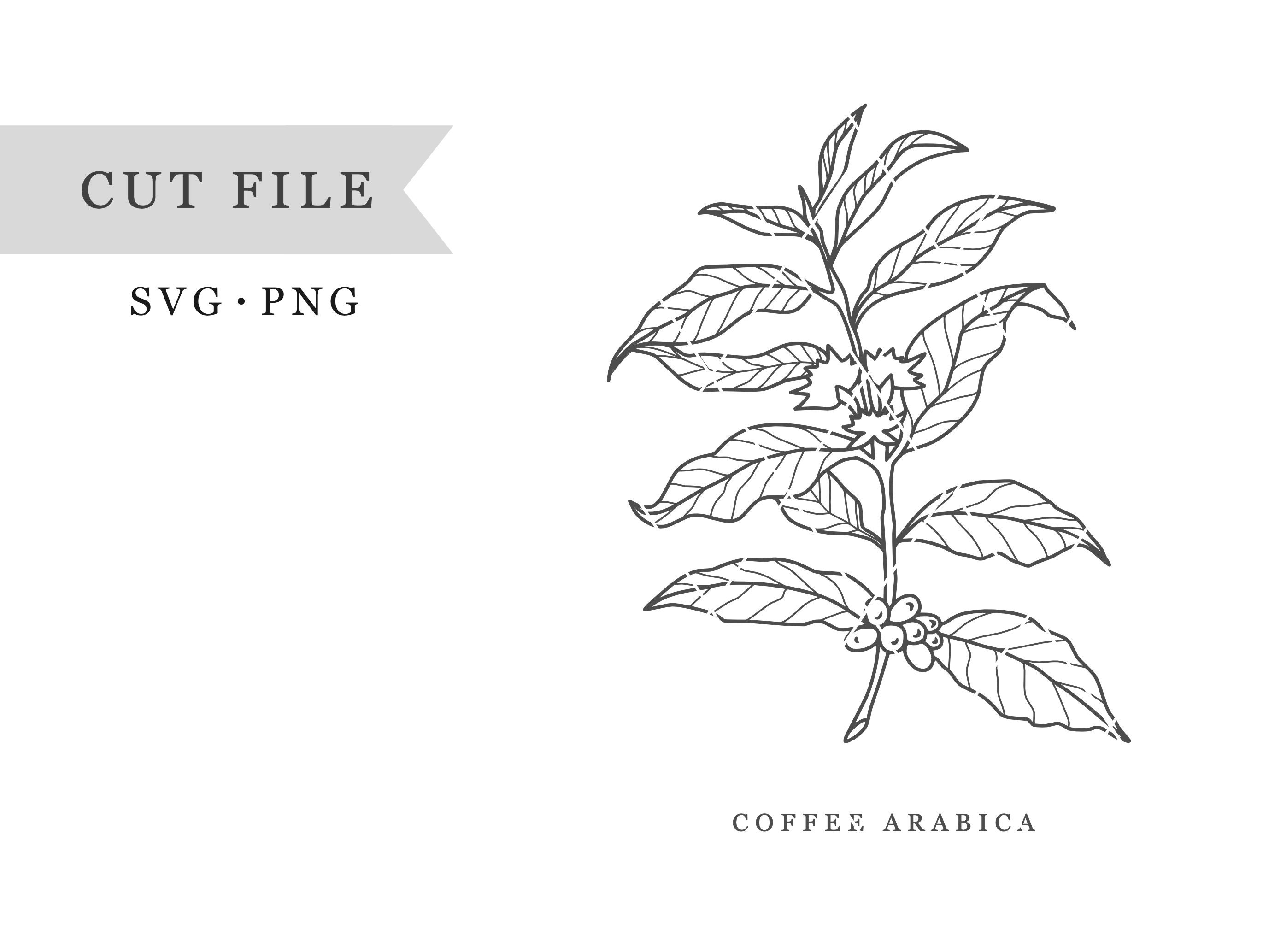 Coffee SVG File Botany SVG File Plant SVG File Vector - Etsy