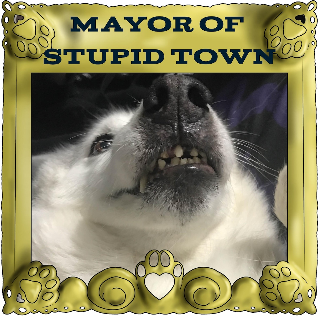 Mayor of Stupid Town Transparent Sticker Joke Sticker Pet Humor Dog Mom ...