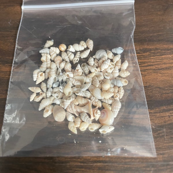 Tiny Seashells - Etsy