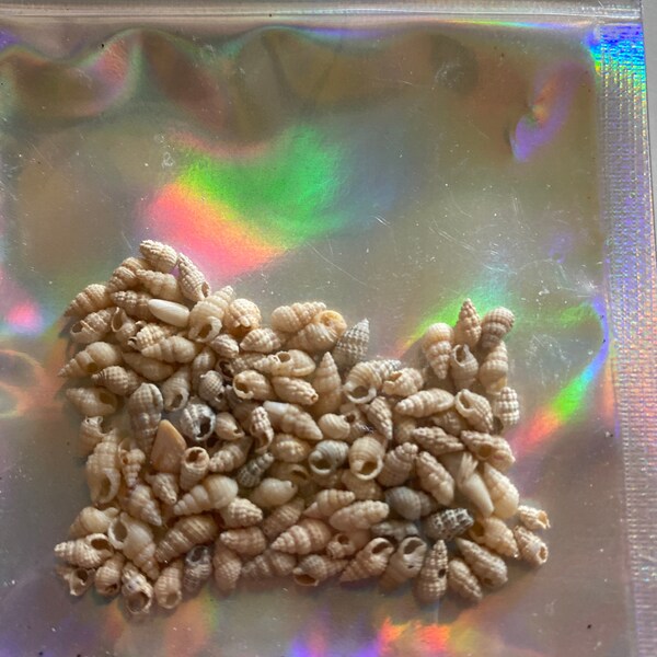 Tiny Seashells - Etsy