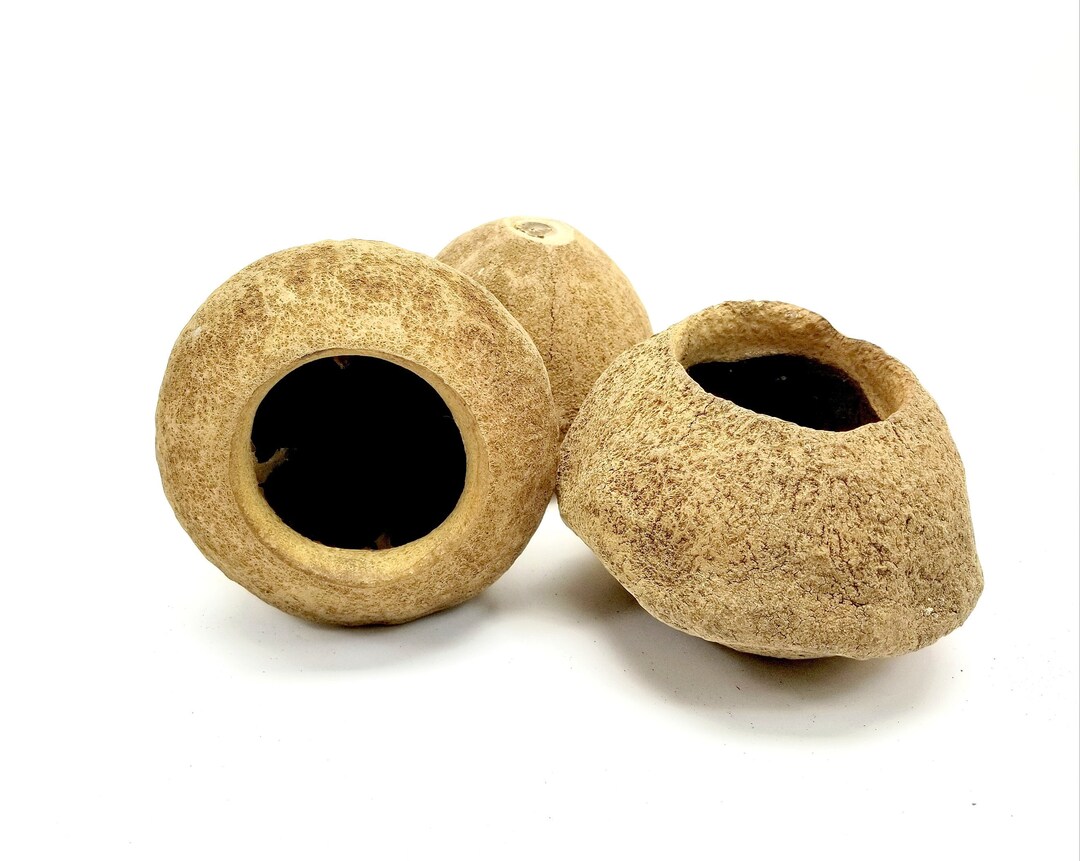 Monkey Pot - Single Pod - Natural Vase, Natural Pod, Bird Toy, Natural ...