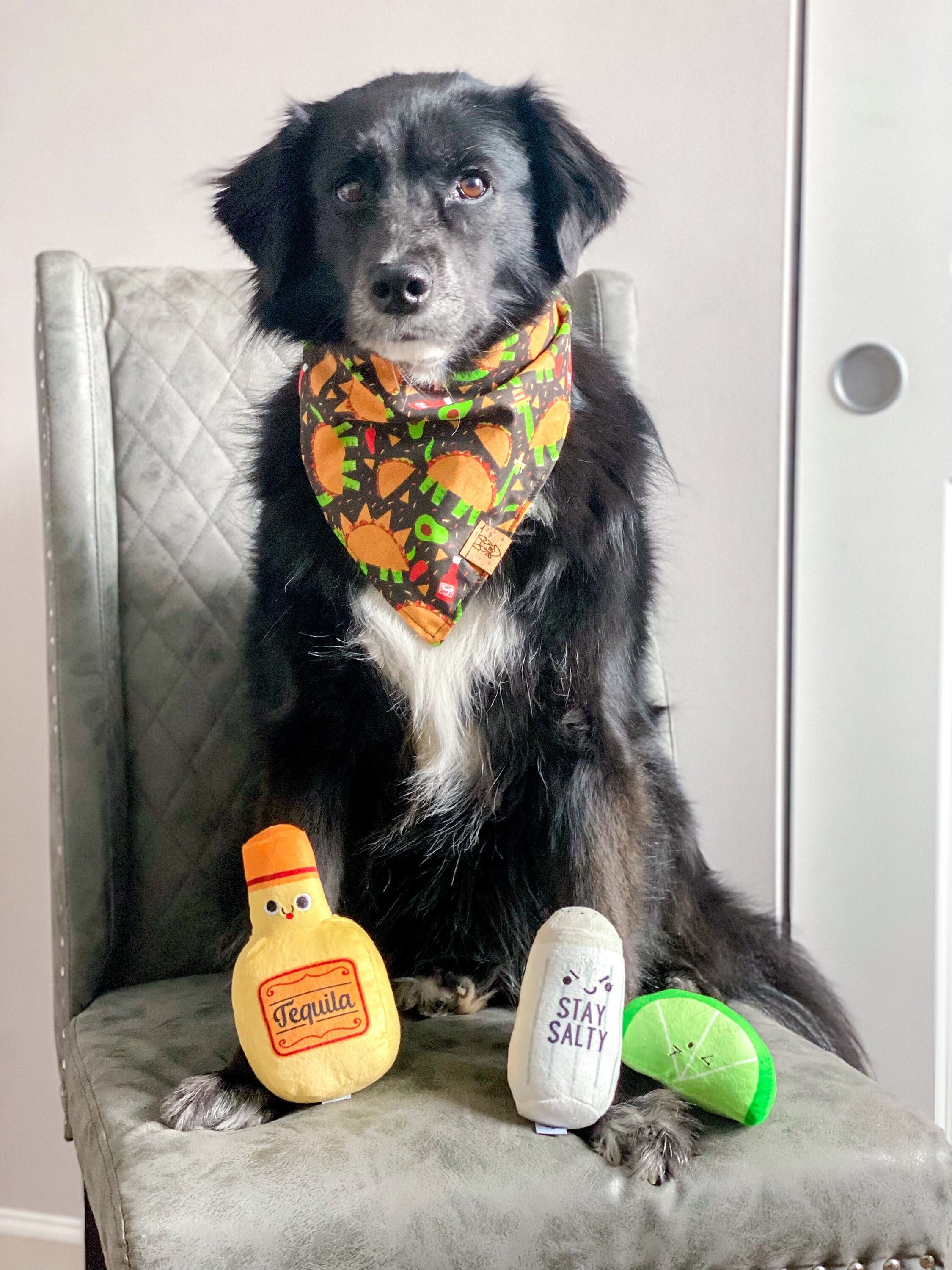 Cinco De Mayo For Dogs Fiesta Dog Bandana - 100% Cotton Adjustable ...