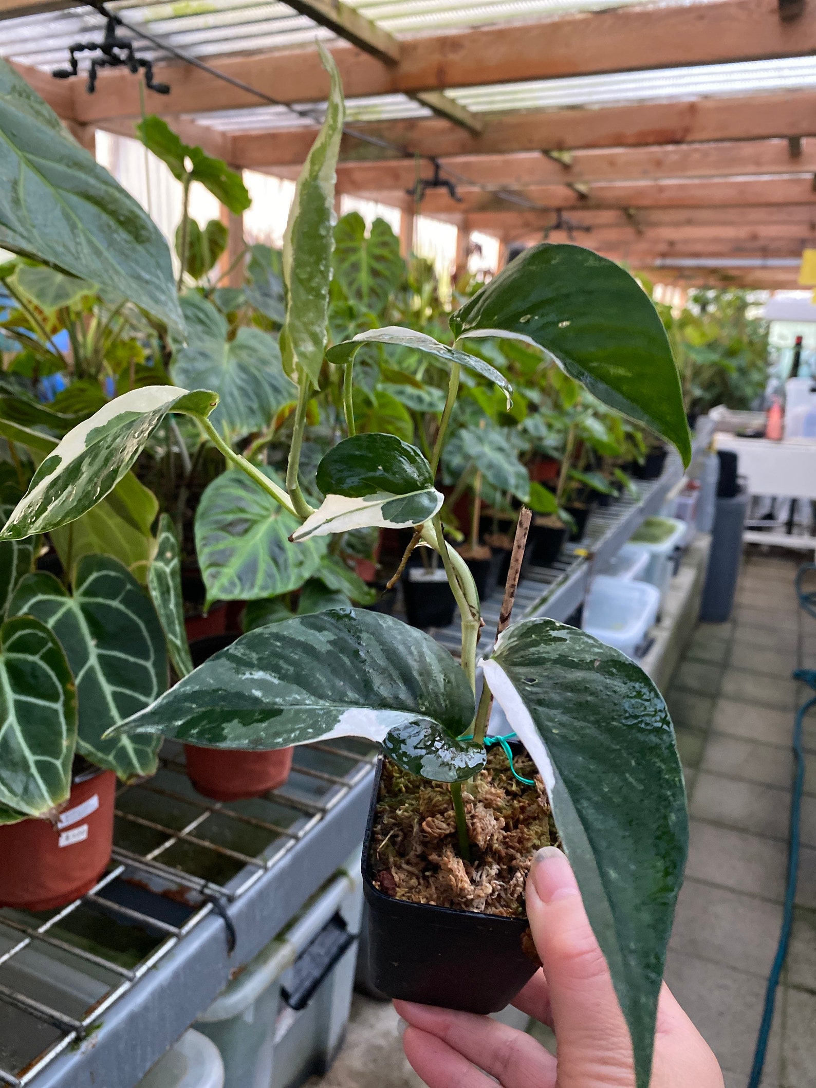 Variegated Epipremnum Pinnatum RARE - Etsy