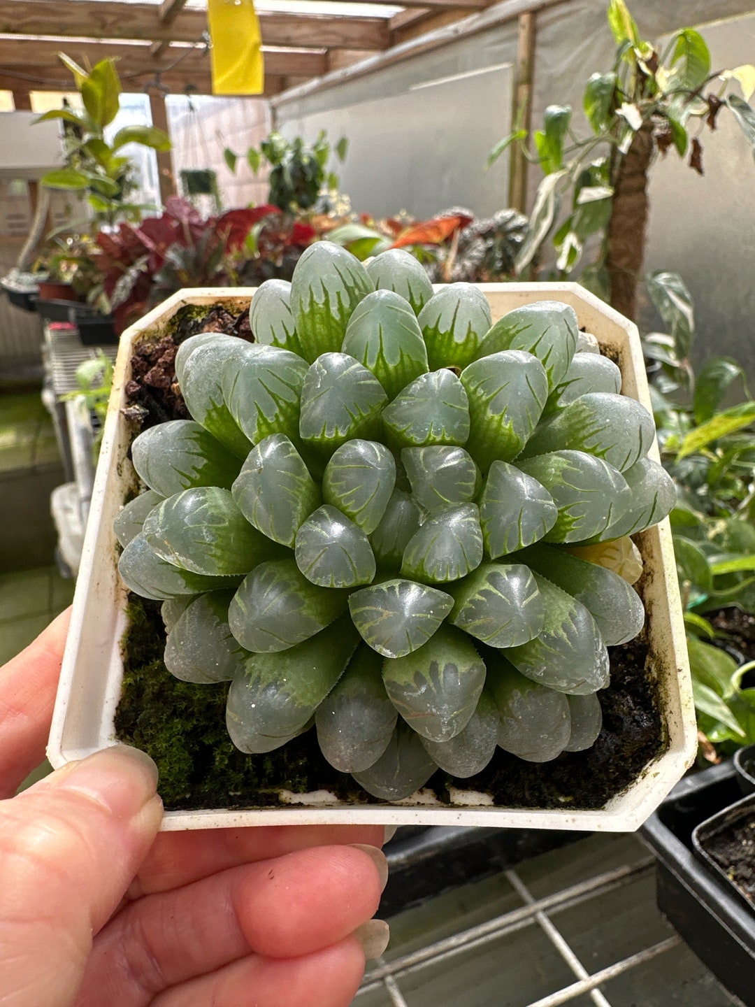 Rare Unique Potted Succulent Plant - 2 Inch Potted Haworthia Cooperi - Etsy