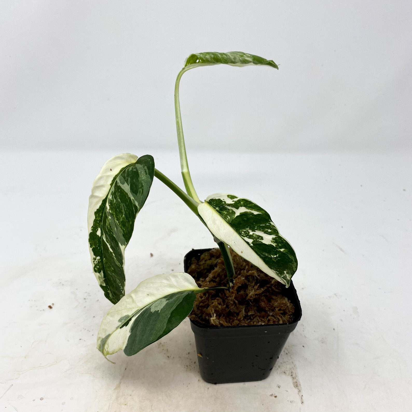Variegated Epipremnum Pinnatum RARE - Etsy