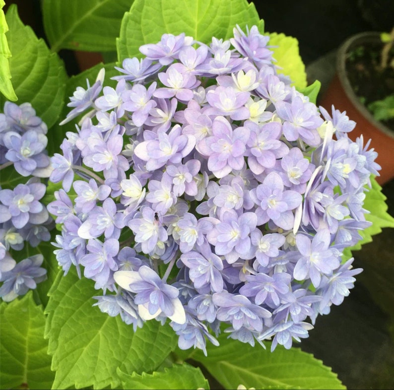 Rare Hydrangea Flower 1 Gallon Sent at Random.（rooted)smooth Hydrangea ...