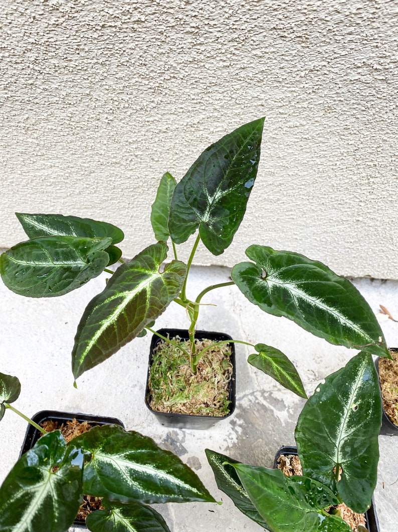 Syngonium Rayii Dark Green - Etsy