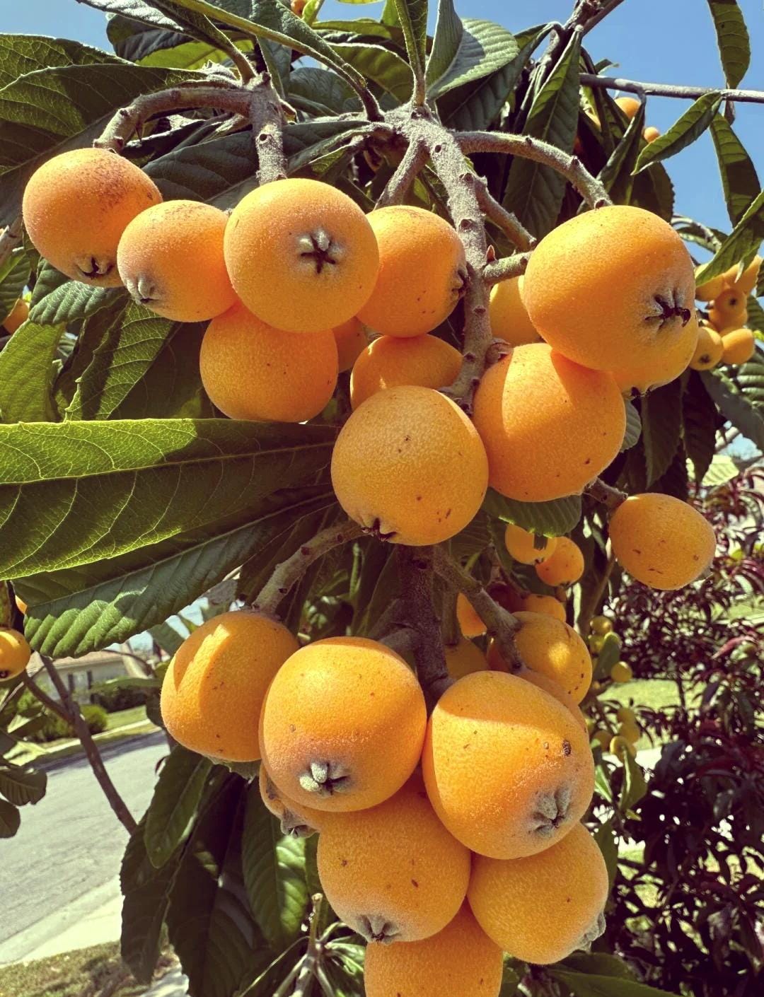 Loquat Tropical Fruit Live Tree | Non GMO Naturally Grown Seedling 4 ...