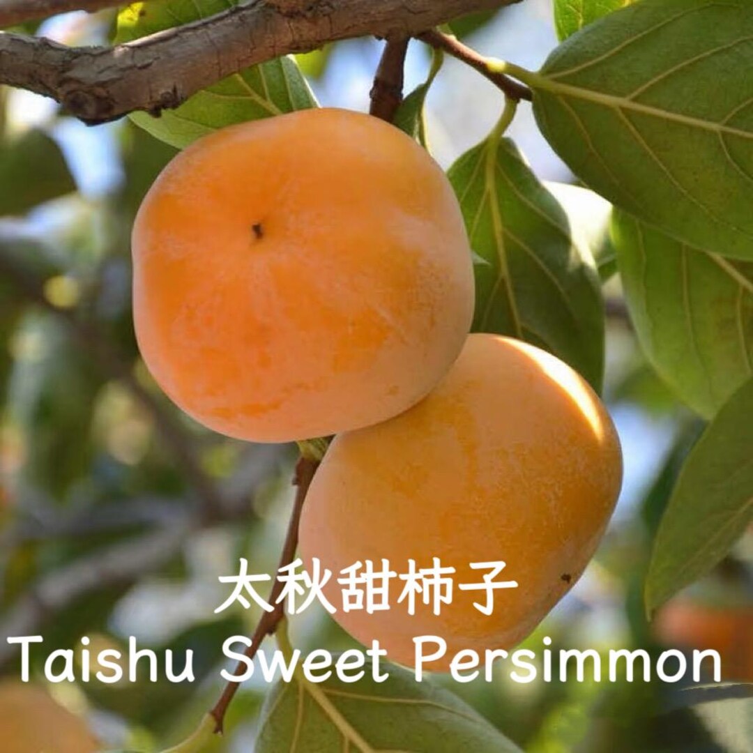 Taishu Sweet Persimmon Grafted Tree (太秋甜柿树) - Etsy