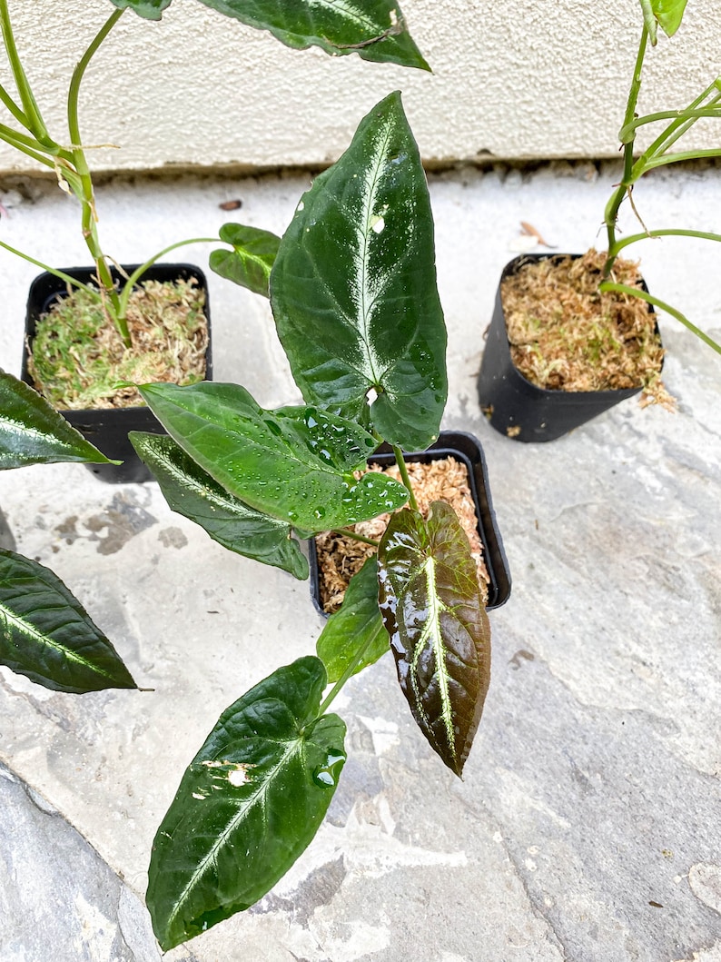 Syngonium Rayii Dark Green - Etsy