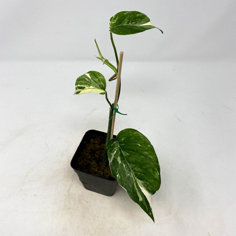 Variegated Epipremnum Pinnatum RARE - Etsy