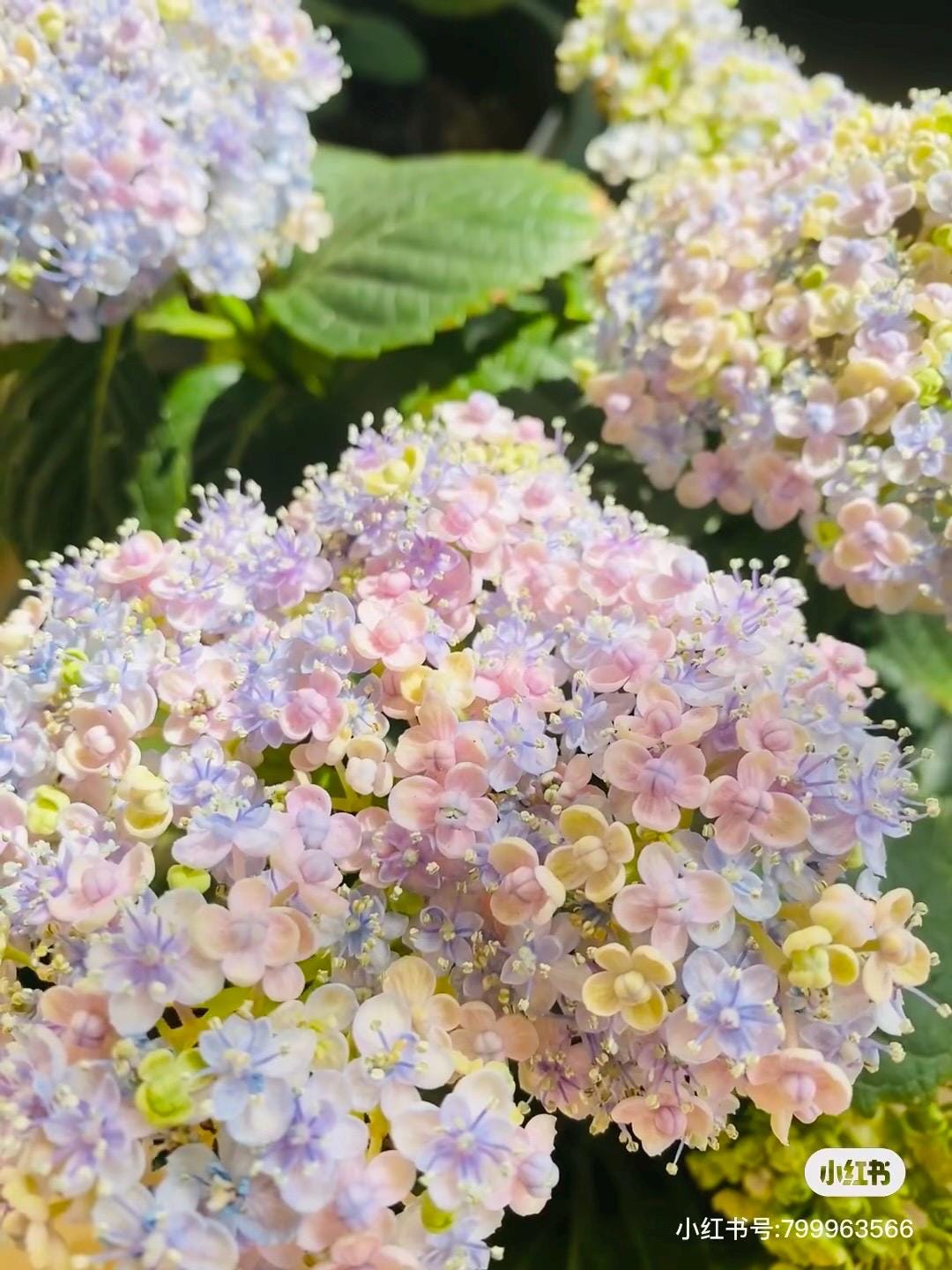Rare Hydrangea Flower 1 Gallon Sent at Random.（rooted)smooth Hydrangea ...