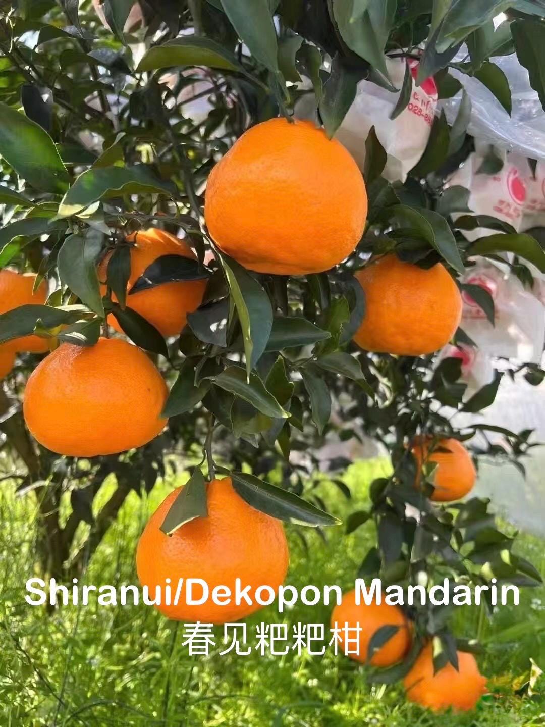 Grafted Shiranui Dekopon Mandarin Tree – Super Sweet Nearly Seedless ...