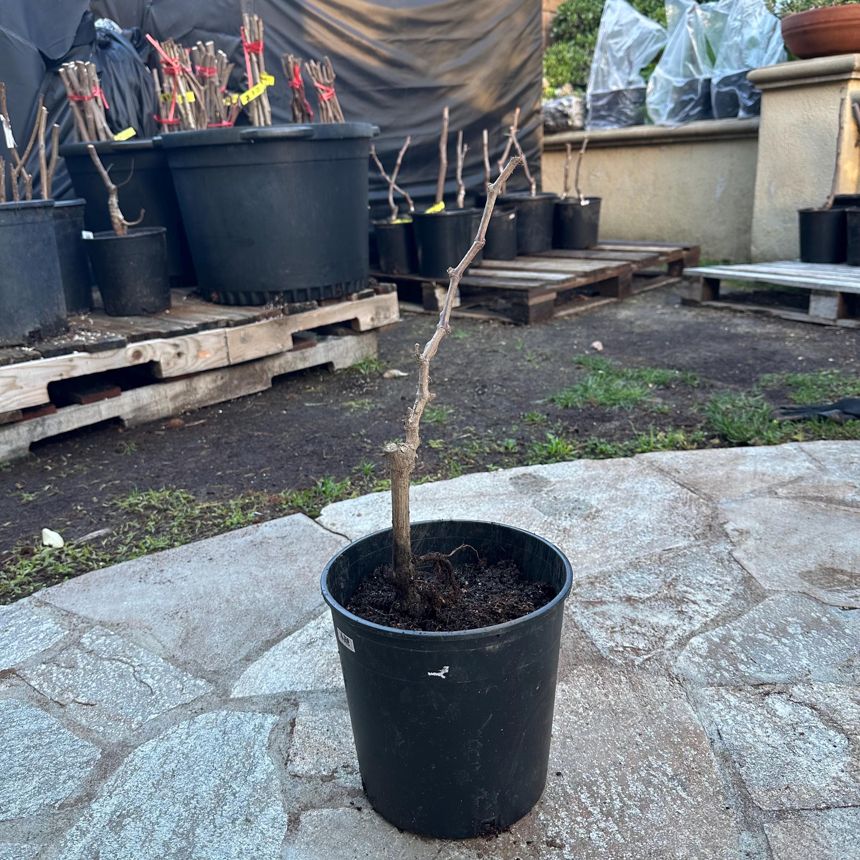 Grafted "shine Muscat" Grape Vine Tree 阳光玫瑰葡萄树苗 Premium Seedless Green ...