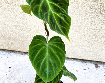 US Seller Philodendron Verrucosum Super 'mini' Red - Etsy
