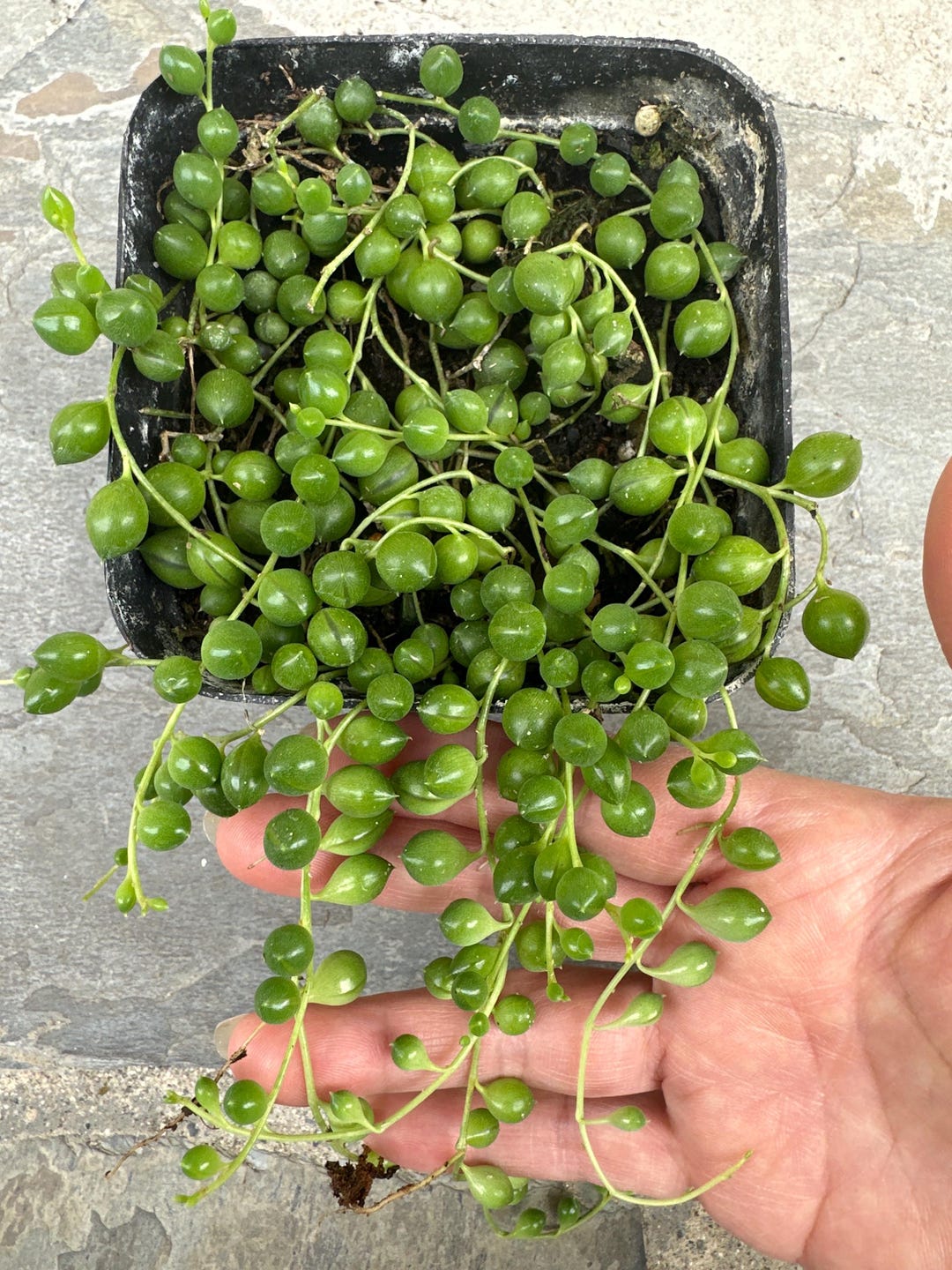 String of Pearls Plant(4”pot)rooted Plant - Etsy