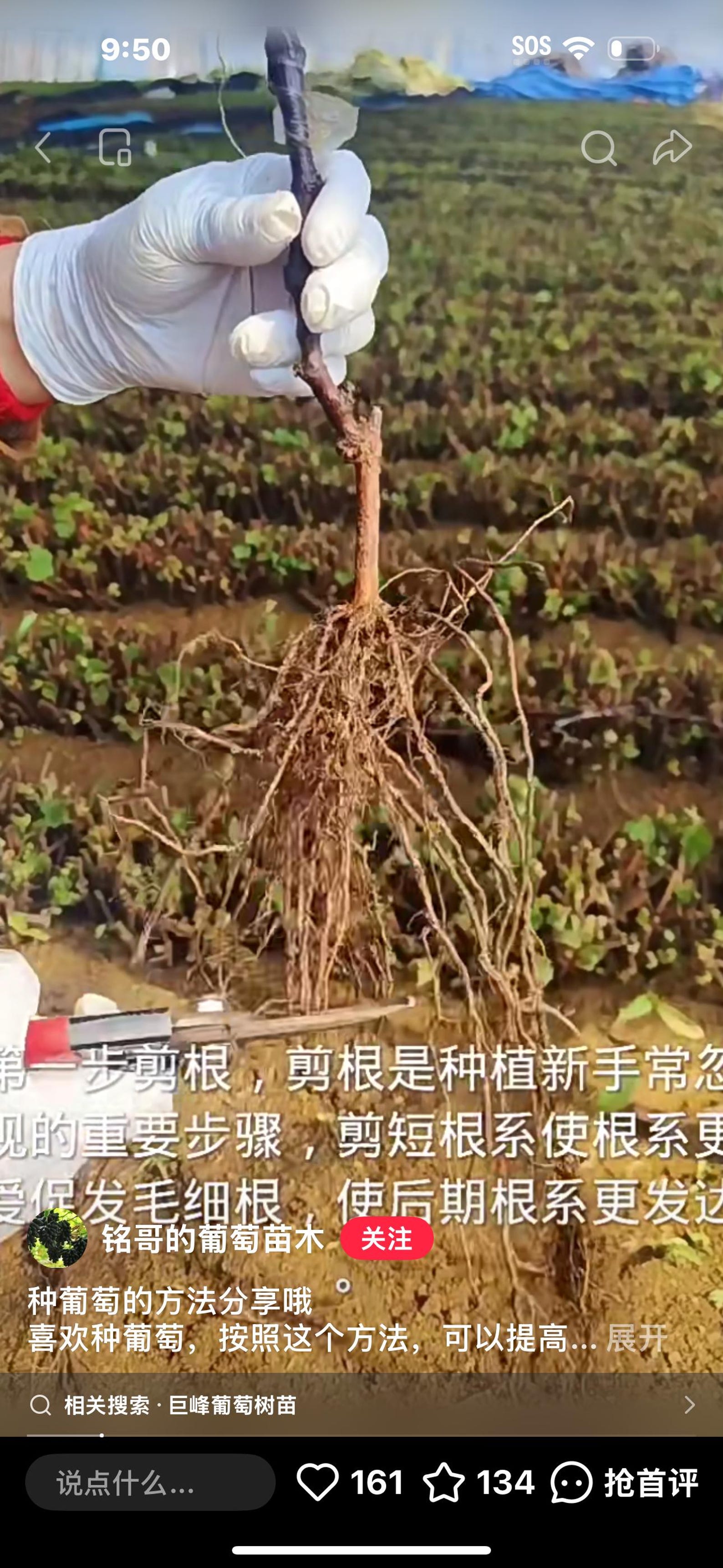 Grafted "shine Muscat" Grape Vine Tree 阳光玫瑰葡萄树苗 Premium Seedless Green ...