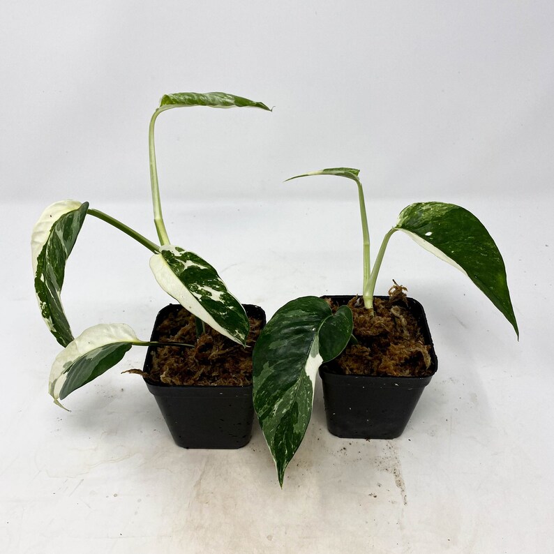 Variegated Epipremnum Pinnatum RARE - Etsy