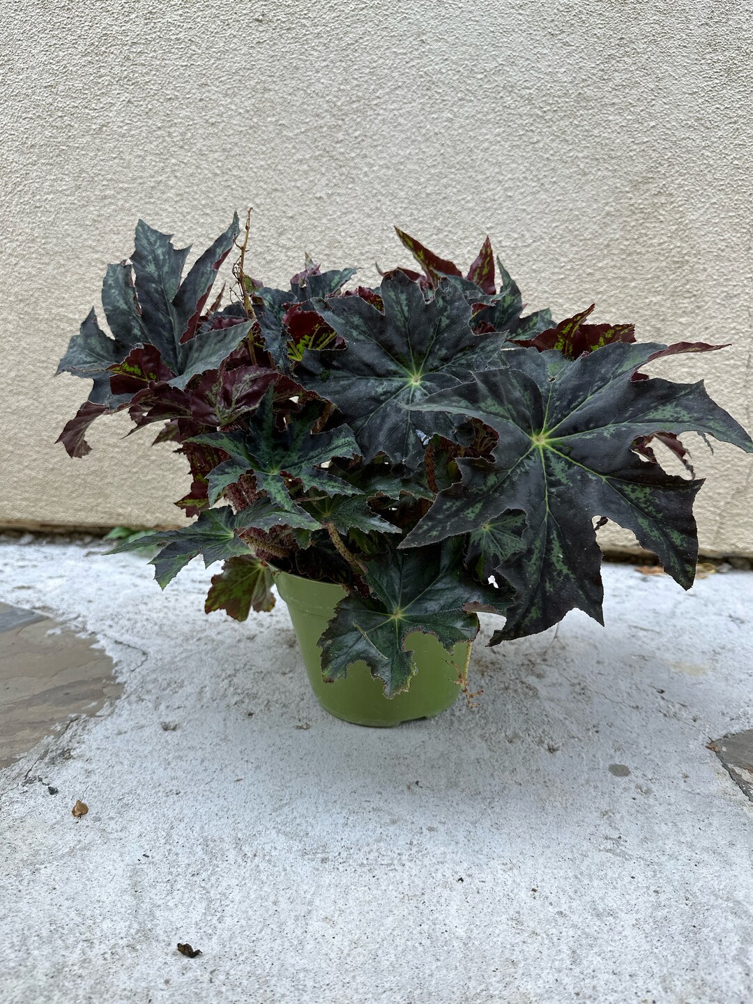 Begonia Cleopatra 6” - Etsy