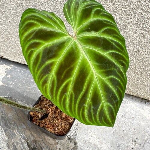 US Seller Philodendron Verrucosum Super 'mini' Red - Etsy