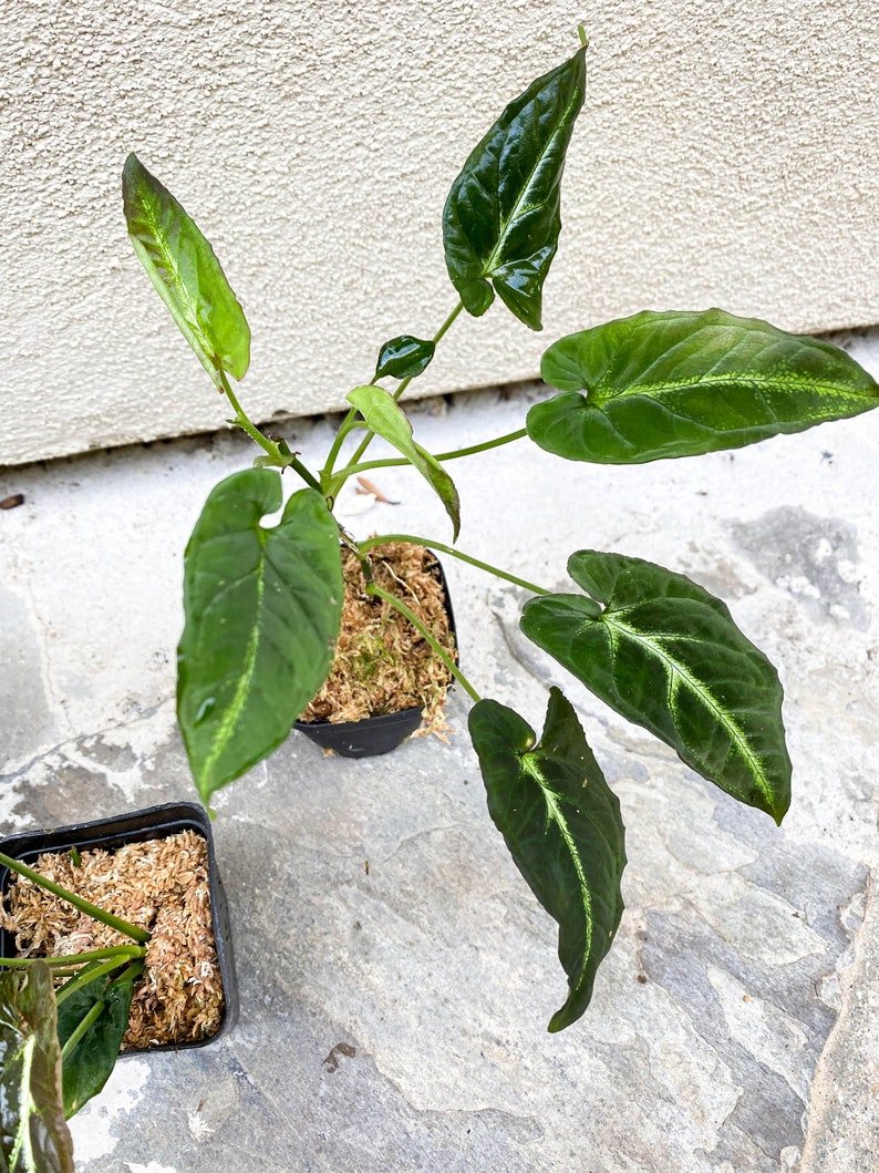 Syngonium Rayii Dark Green - Etsy