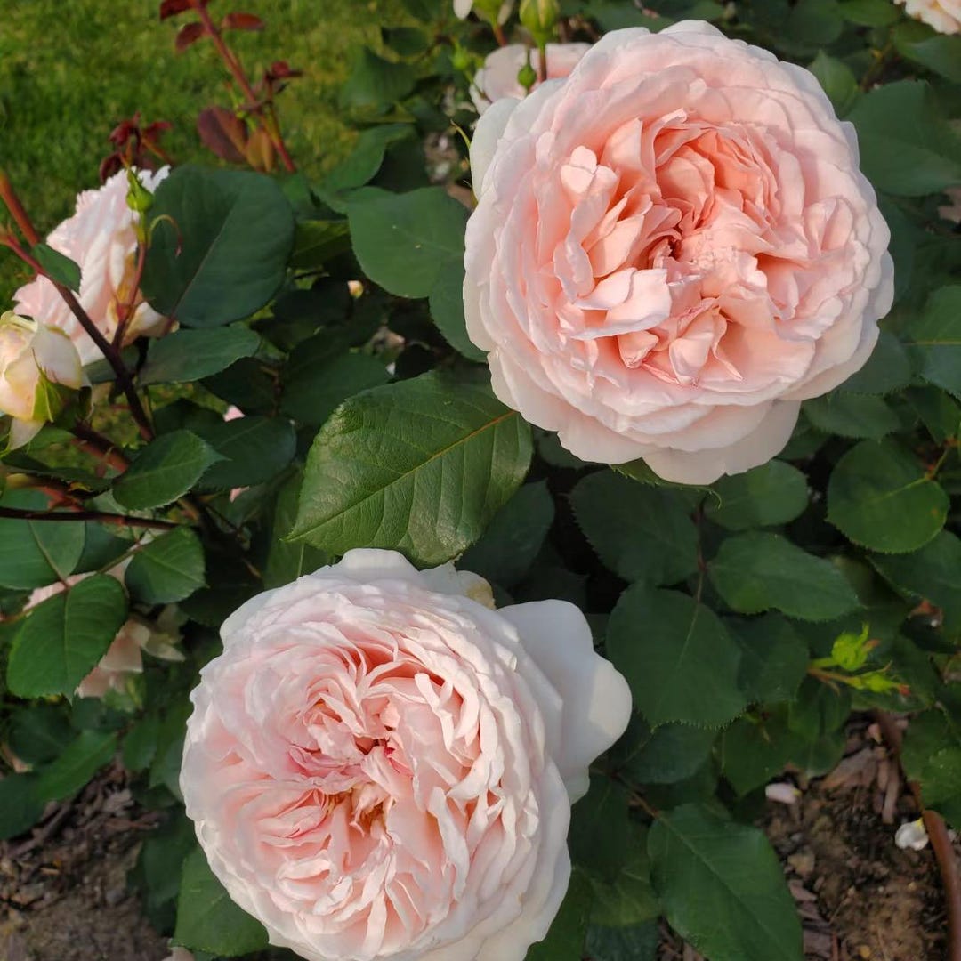 Rare Rose Flower 1 Gal Bliss Parfuma - Etsy