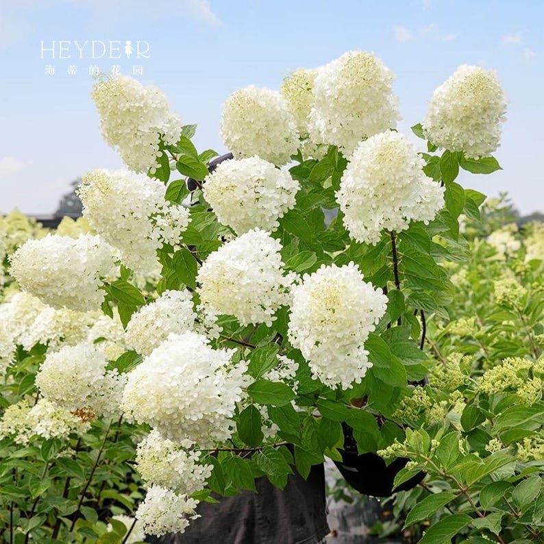 Rare Hydrangea Flower 1 Gallon Sent at Random.（rooted)smooth Hydrangea ...