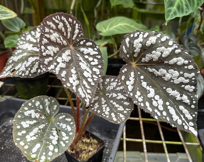 Begonia Grey Feather - Etsy