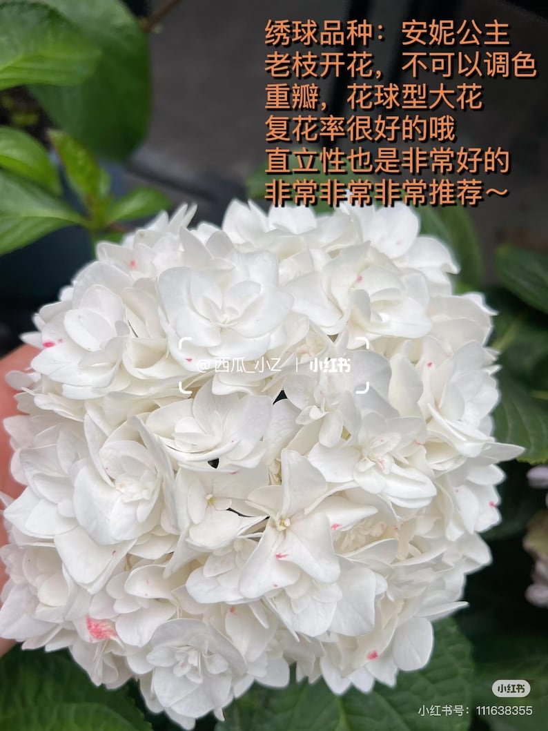 Rare Hydrangea Flower 1 Gallon Sent at Random.（rooted)smooth Hydrangea ...