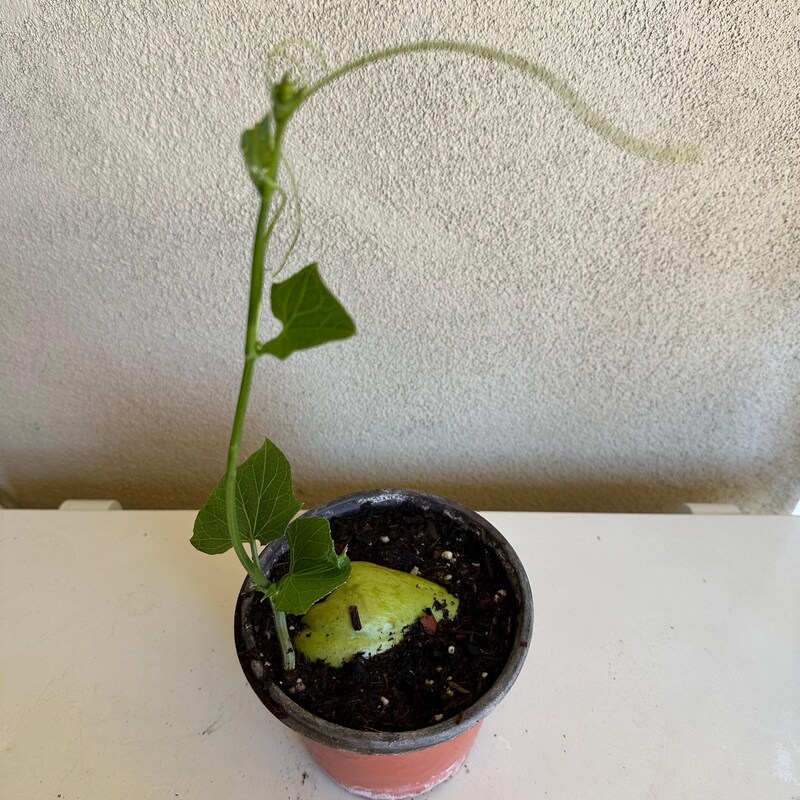 Chayote Plant - Etsy