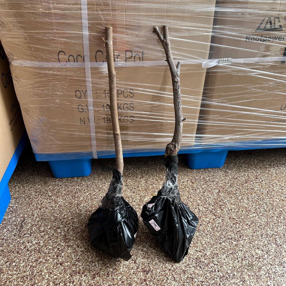 Grafted "shine Muscat" Grape Vine Tree 阳光玫瑰葡萄树苗 Premium Seedless Green ...