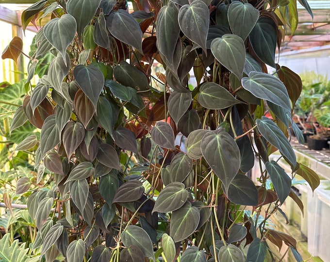 Philodendron Micans - Etsy