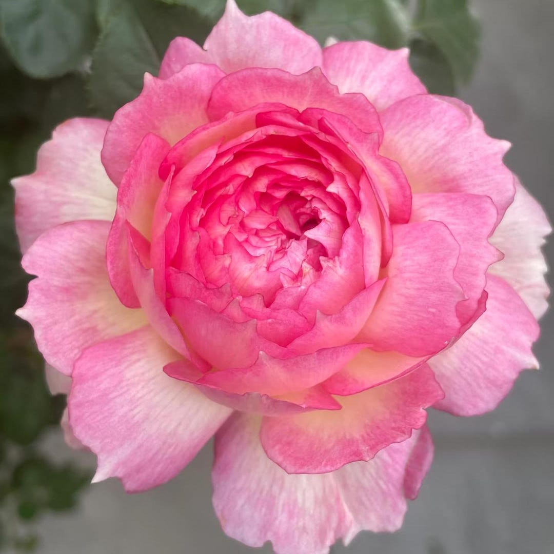 Rare Rose Flower 1 Gal Yuwansha - Etsy