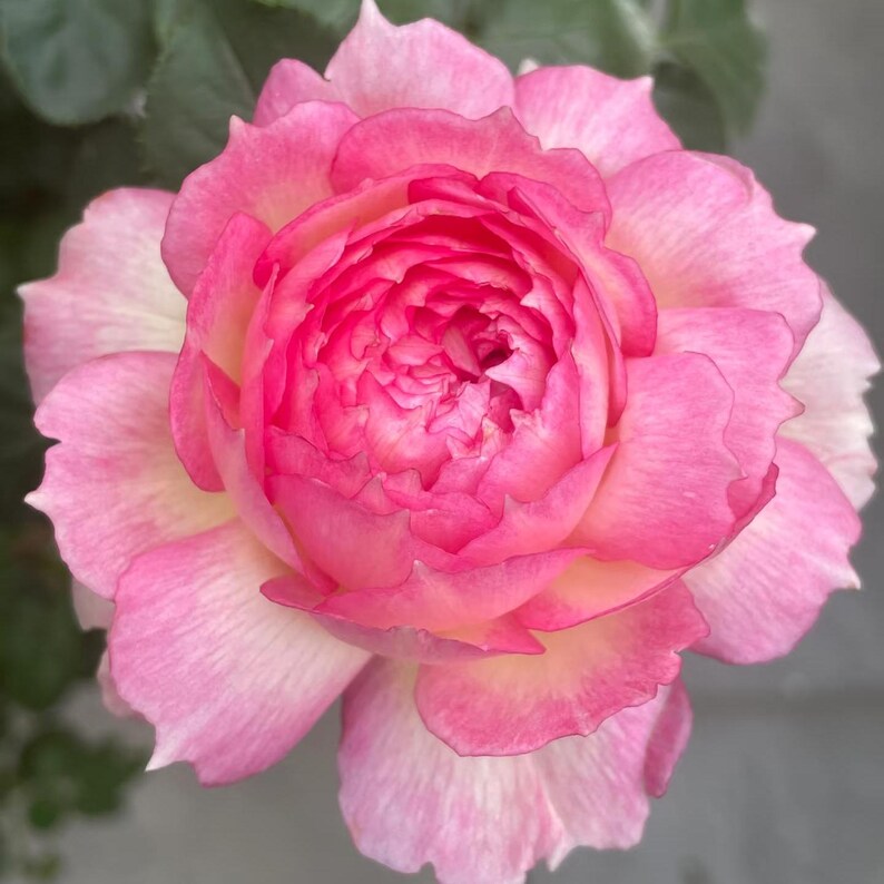 Rare Rose Flower 1 Gal Yuwansha - Etsy