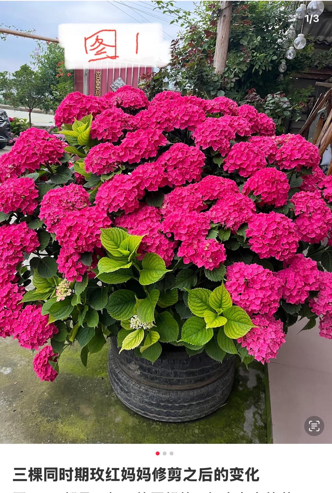 Rare Hydrangea Flower 1 Gallon Sent at Random.（rooted)smooth Hydrangea ...